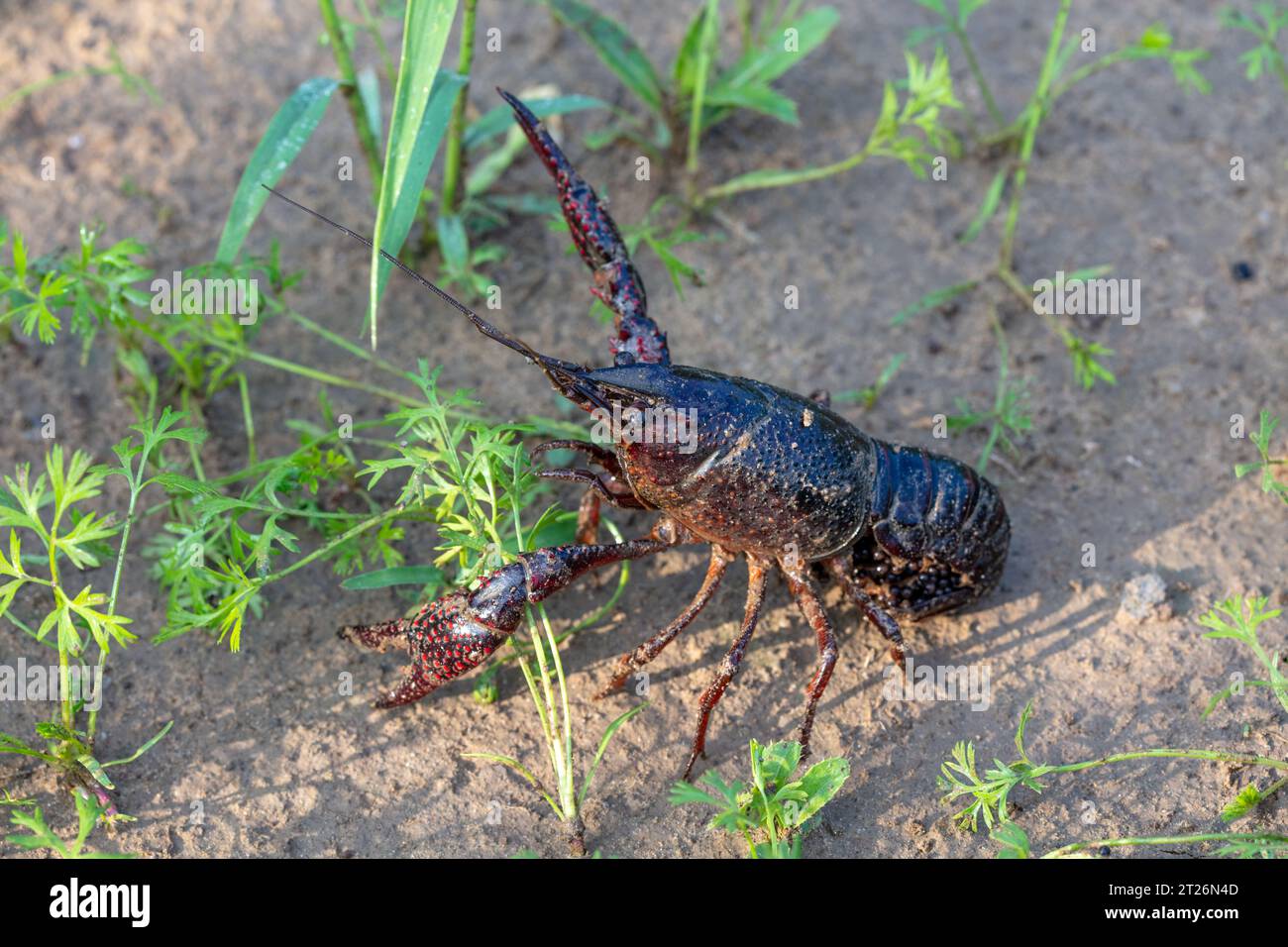 Crayfish crawling and foraging in the wilderness Stock Photo - Alamy
