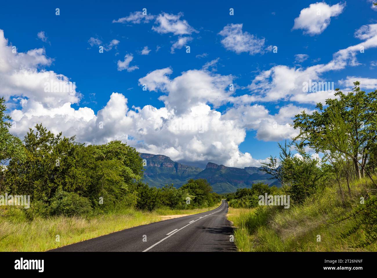 Road between trees to the mountain Mariepskop South Africa Stock Photo ...