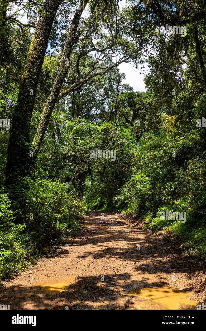 Jeep tracks inside the Woodbush Forest Magoebaskloof South Africa Stock ...