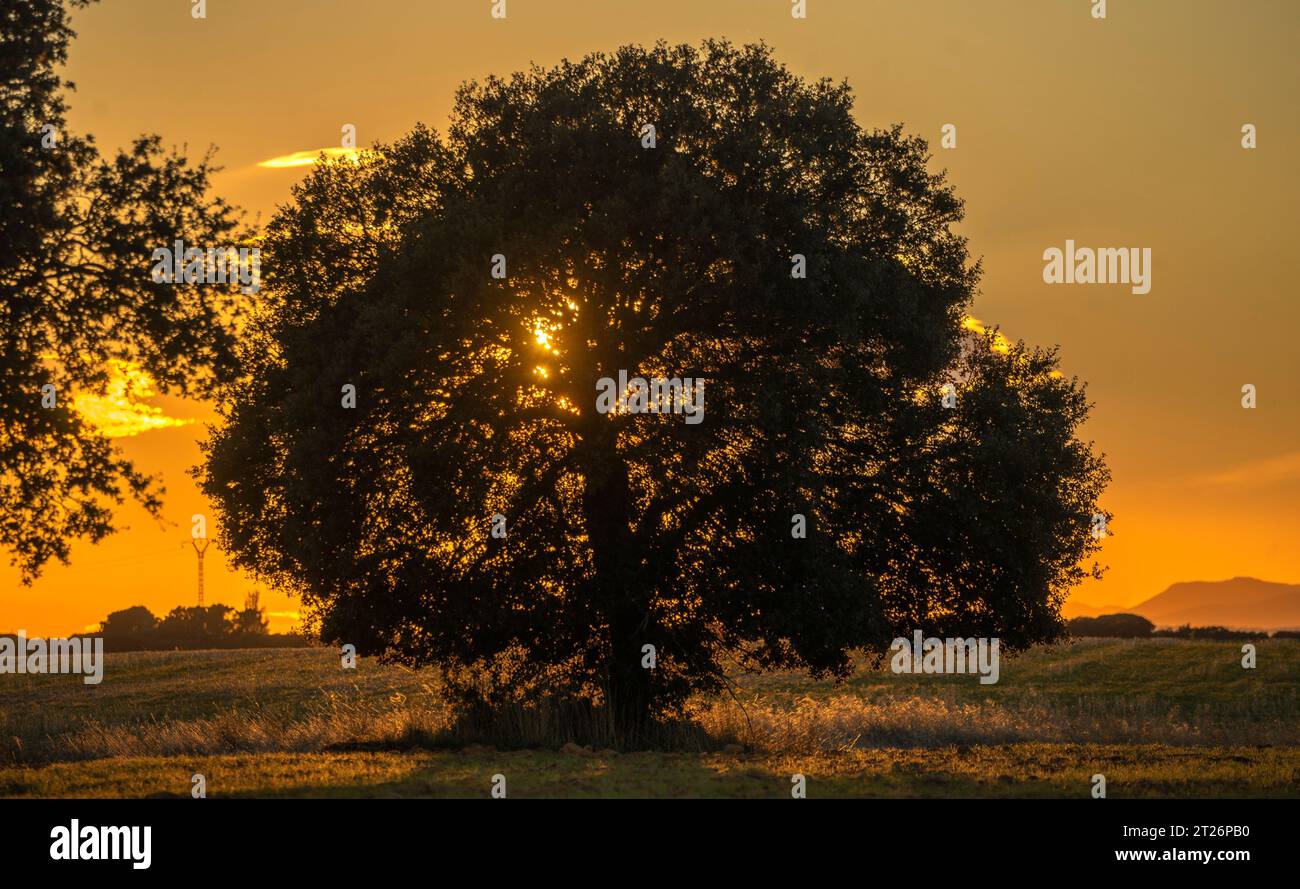 Large lone tree in a summer sunset with orange sky Stock Photo - Alamy