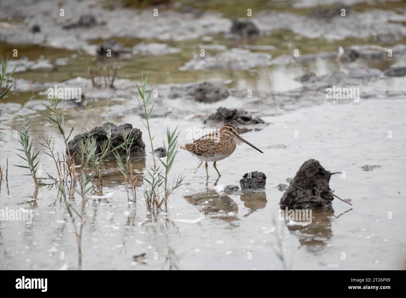 Common Snipe wading in Camargue pond, South France wetlands Stock Photo ...
