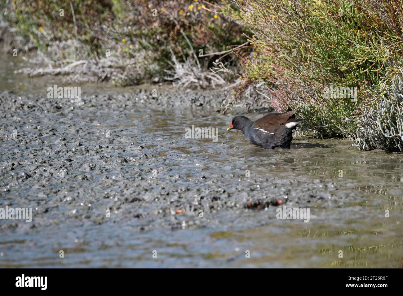 Common Moorhen hunting in the mud of a pond in Camargue, South of ...