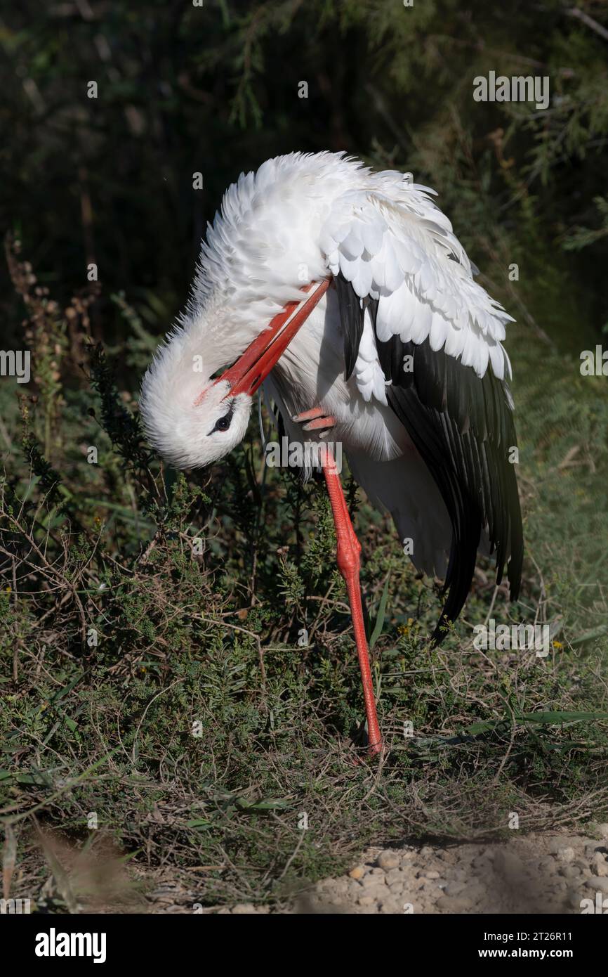 White Stork in lush Camargue vegetation, standing on one leg, South of ...