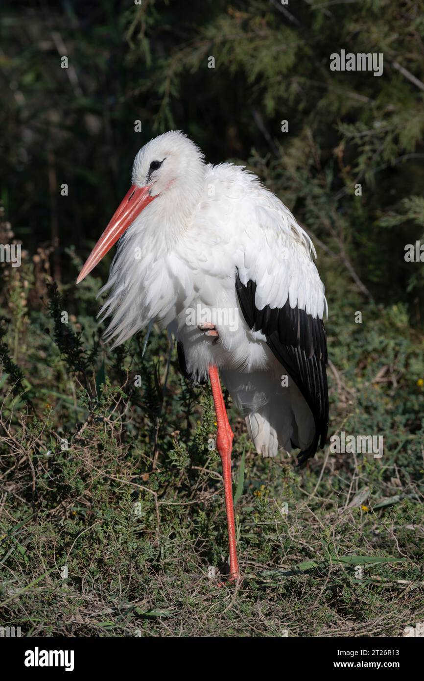 White Stork in lush Camargue vegetation, standing on one leg, South of ...
