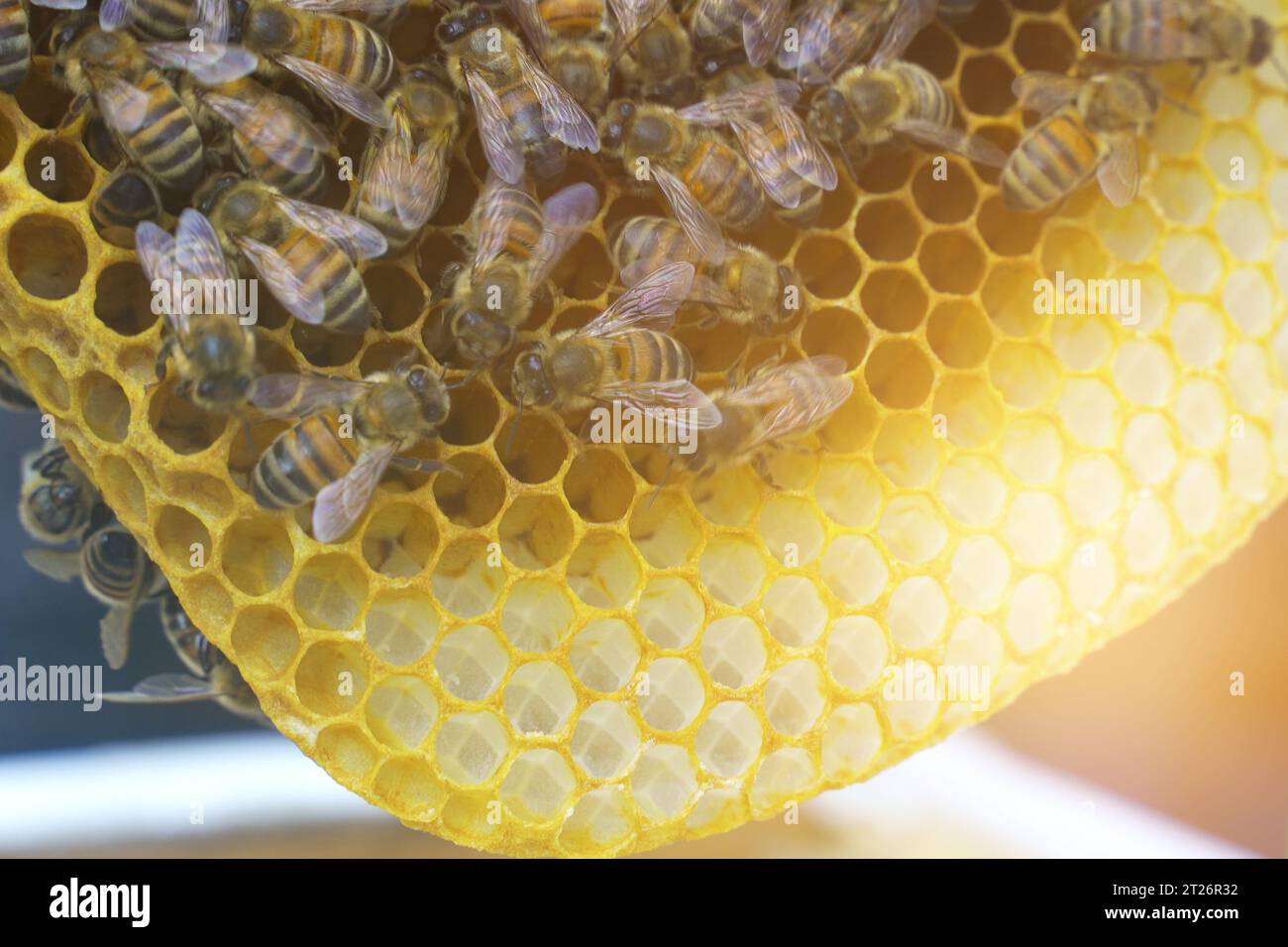 Bees nucleus hi-res stock photography and images - Alamy