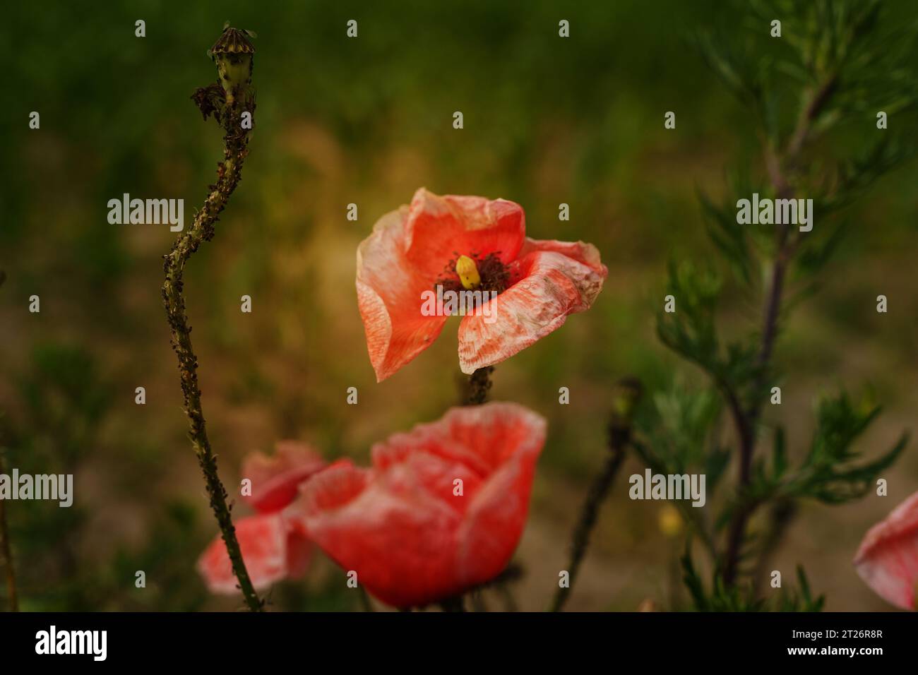 A crumbling poppy flower, limp and faded. As a symbol of the ...