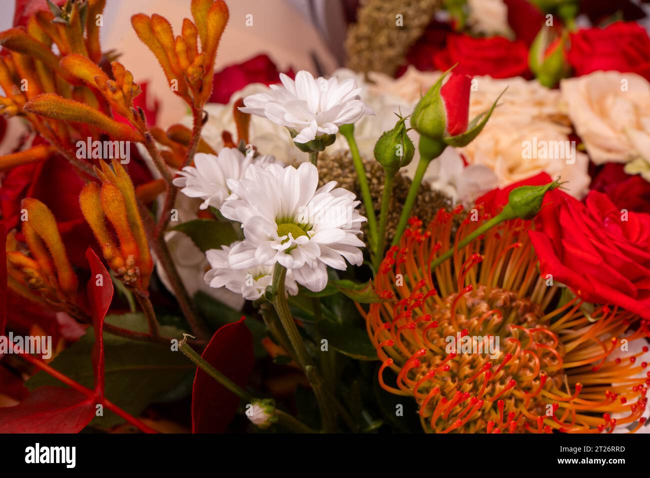 Autumn bouquet of red and white roses, hydrangeas, chrysanthemums as a ...