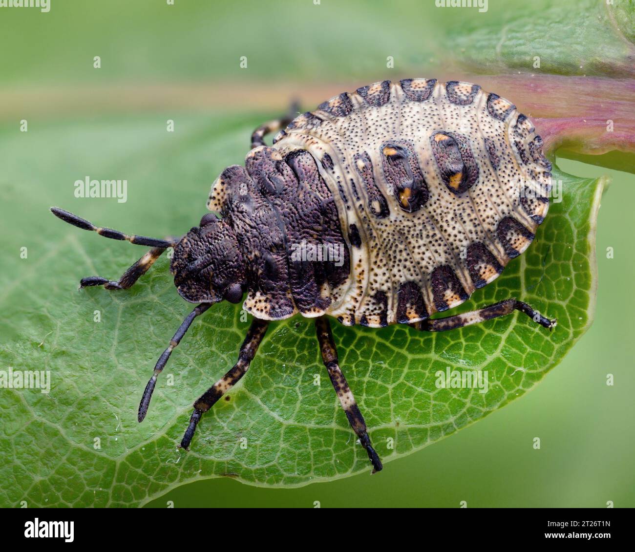 Forest Shieldbug nymph (Pentatoma rufipes). Tipperary, Ireland Stock ...