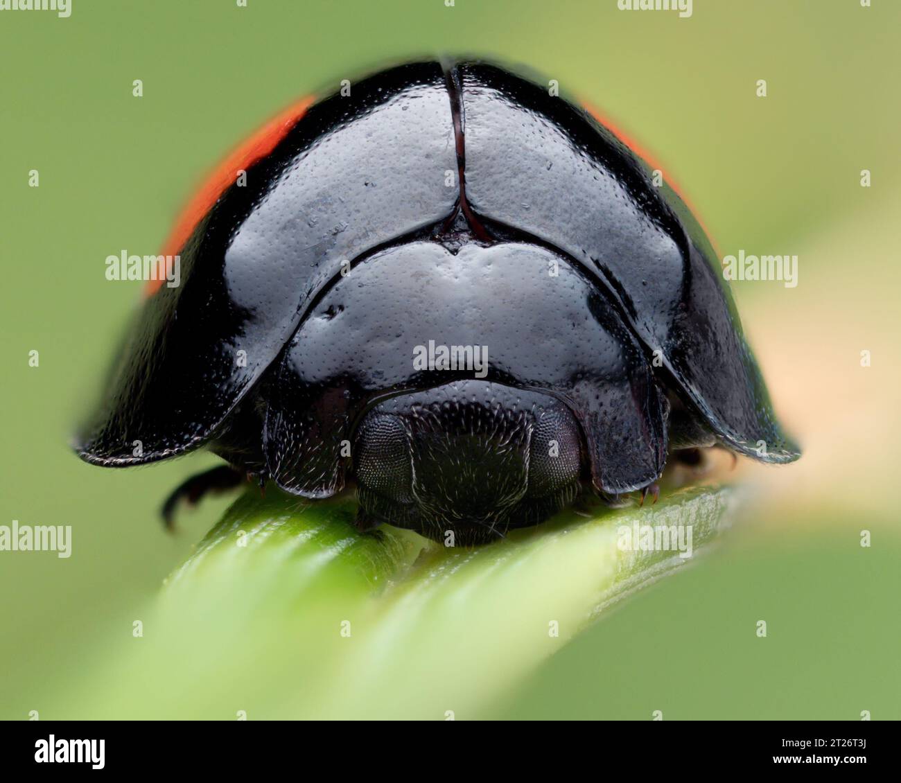Frontal view of Kidney-spot Ladybird (Chilocorus renipustulatus ...