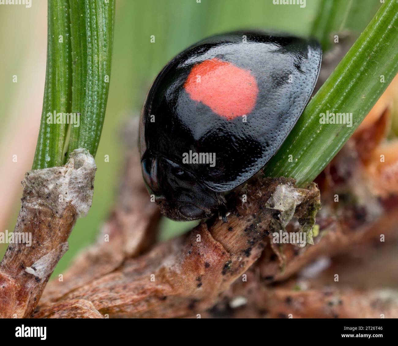Kidney-spot Ladybird (Chilocorus renipustulatus) on scots pine ...