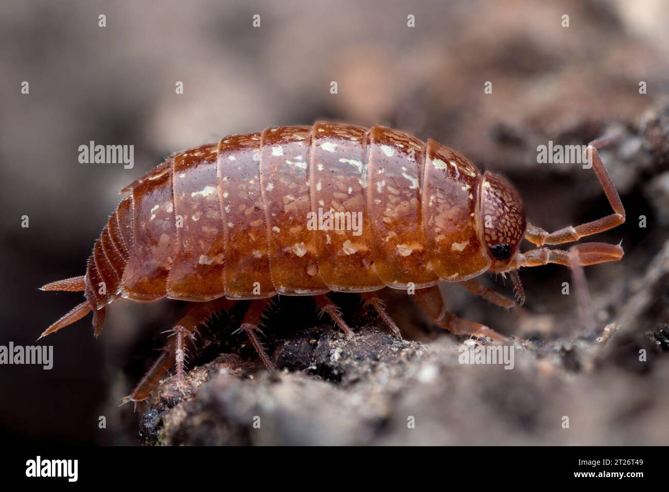 Woodlouse and ireland hi-res stock photography and images - Alamy