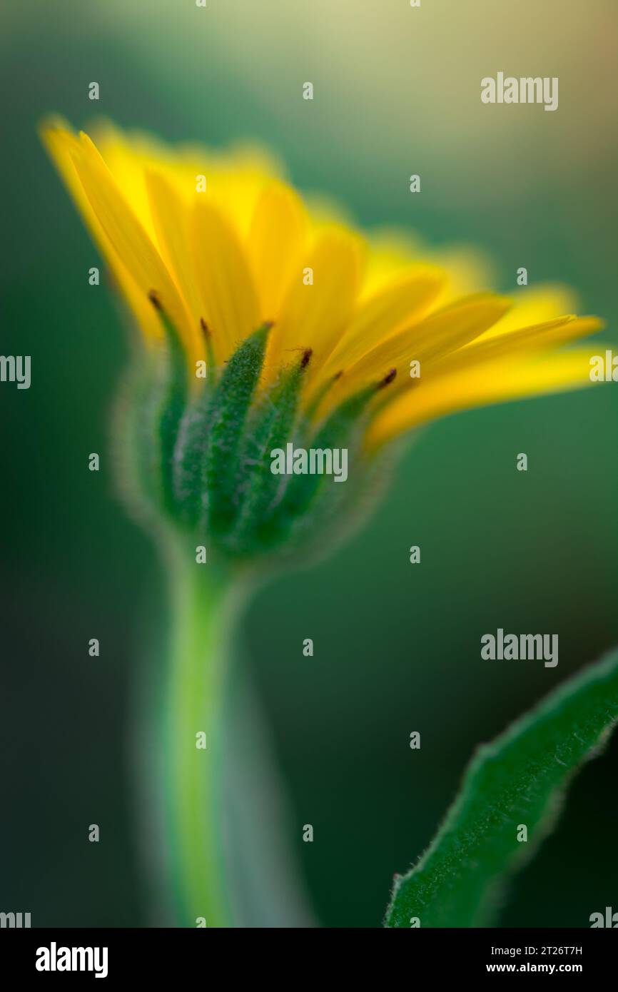 Flower side hi-res stock photography and images - Alamy