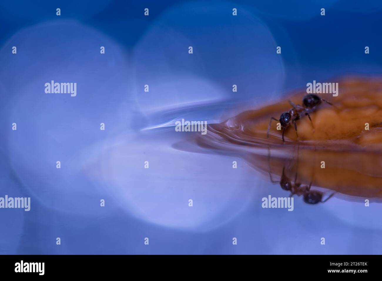 The world of ants: ant drinking and mirroring in water Stock Photo - Alamy