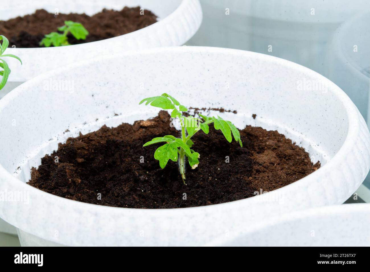 Growing genetically pure products. Non-gmo food. 100 natural product ...