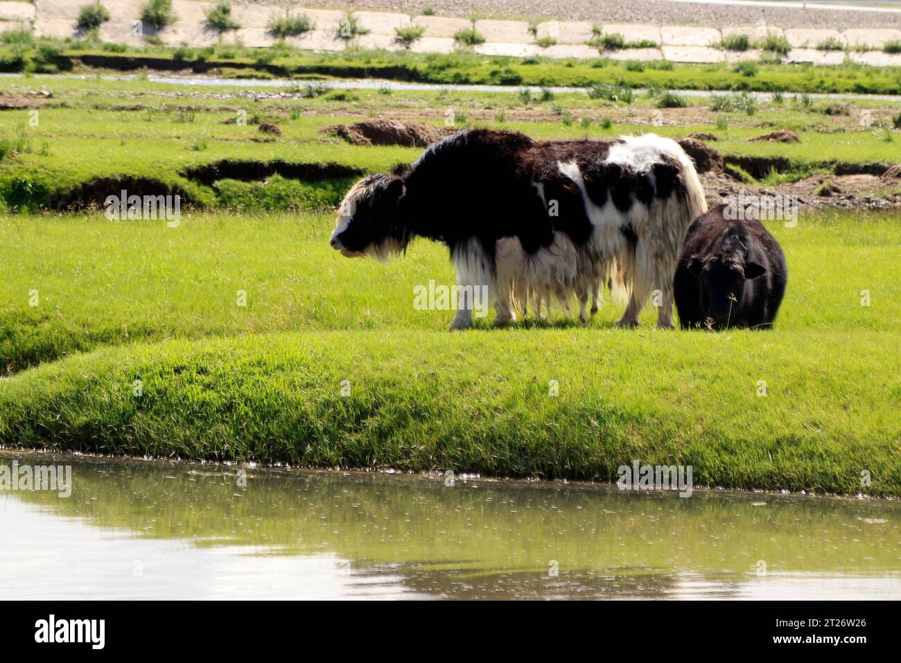 Yak grazing in the Mongolian steppe Stock Photo - Alamy