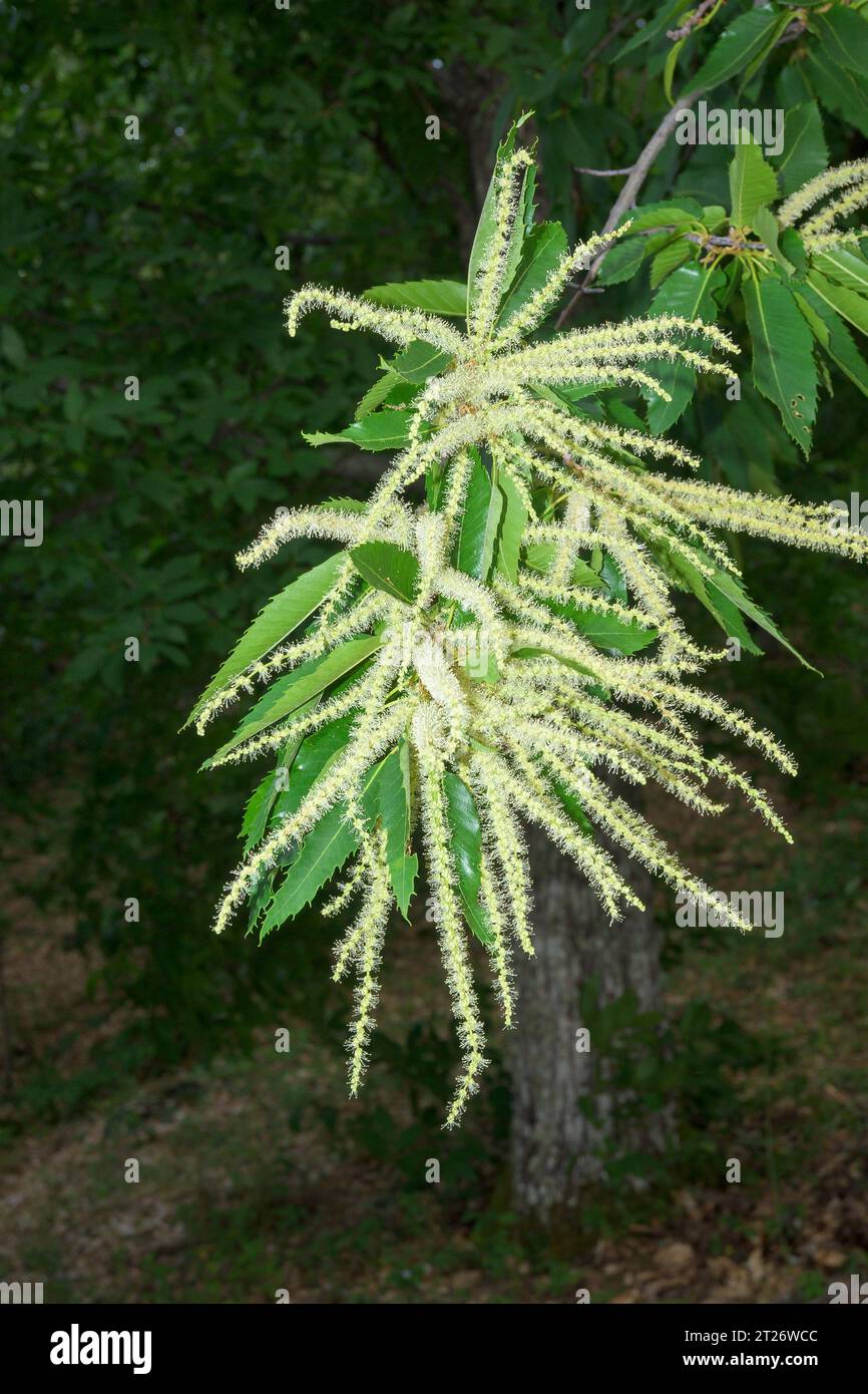 Chestnut grove hi-res stock photography and images - Alamy