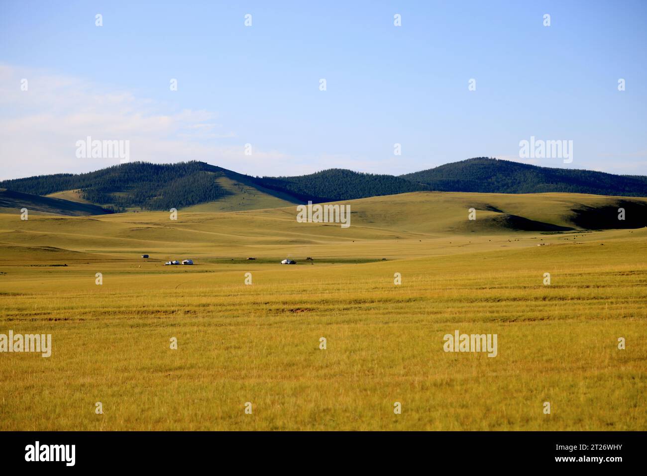 View of the green Mongolian steppe in summer Stock Photo - Alamy