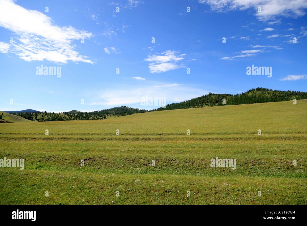 View of the green Mongolian steppe in summer Stock Photo - Alamy
