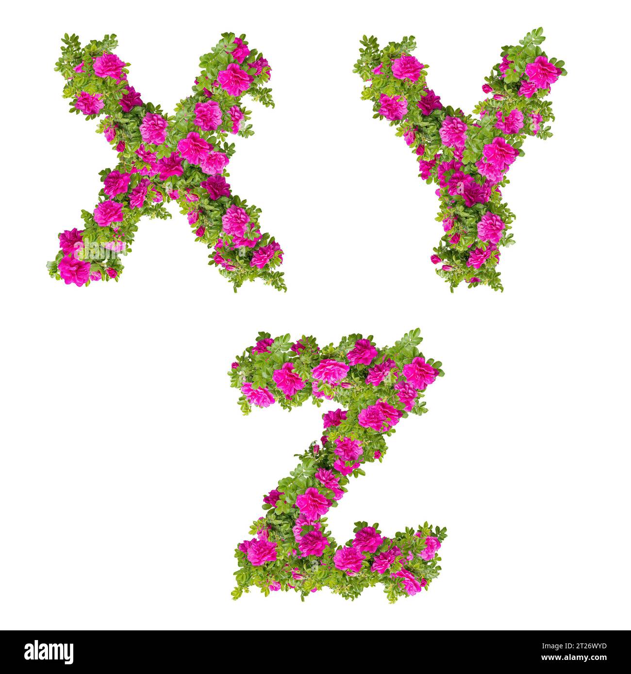 3D illustration of pink wild rose flowers alphabet - letters X-Z Stock ...
