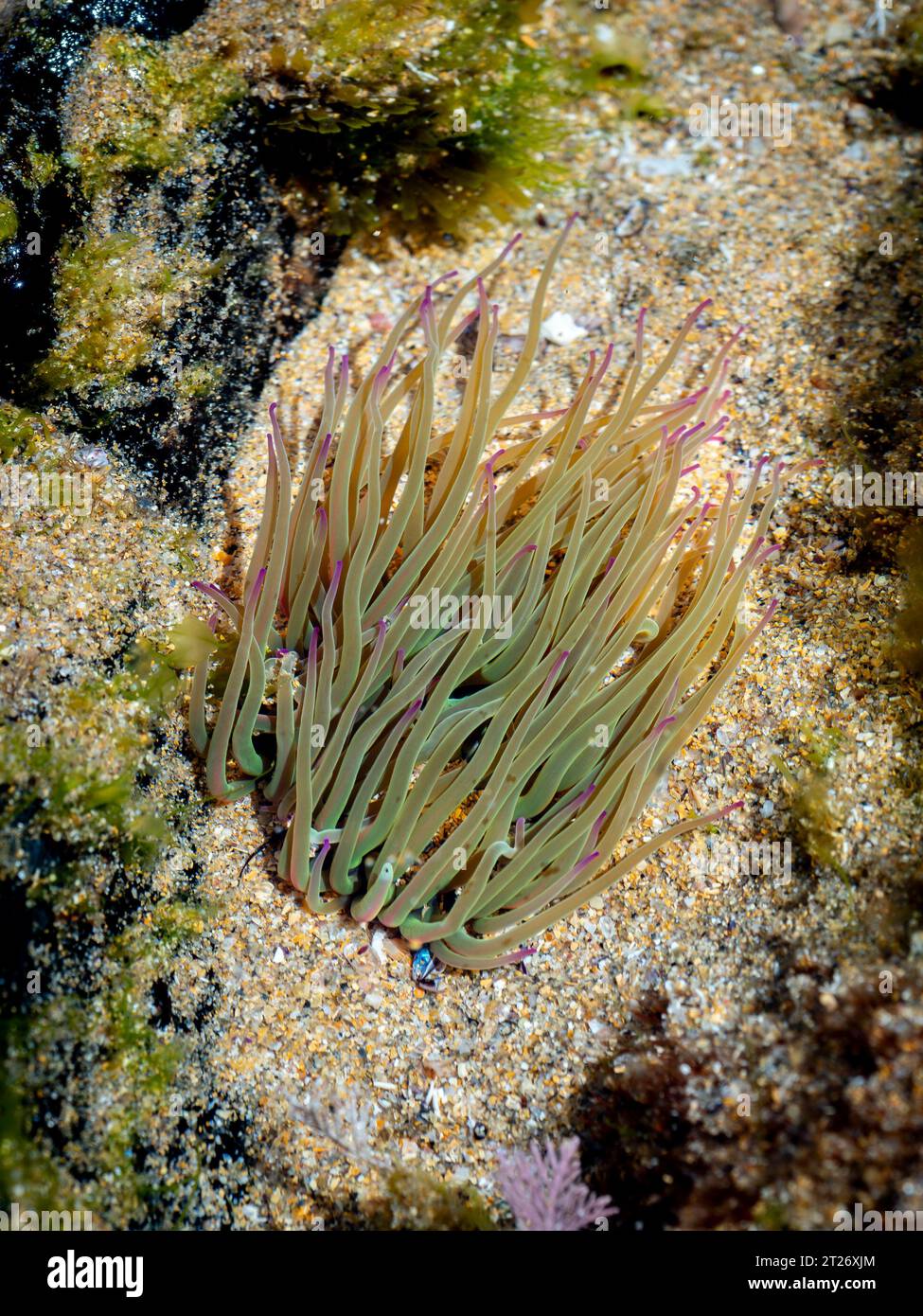 snakelocks anemone (Anemonia viridis) on a rock during low tide Stock ...