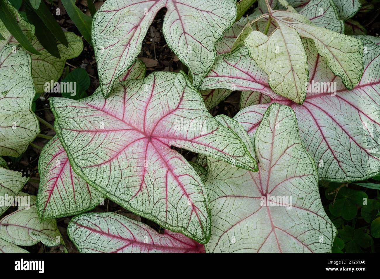 A close up image of pink elephant ear plant leaves, with pink central ...