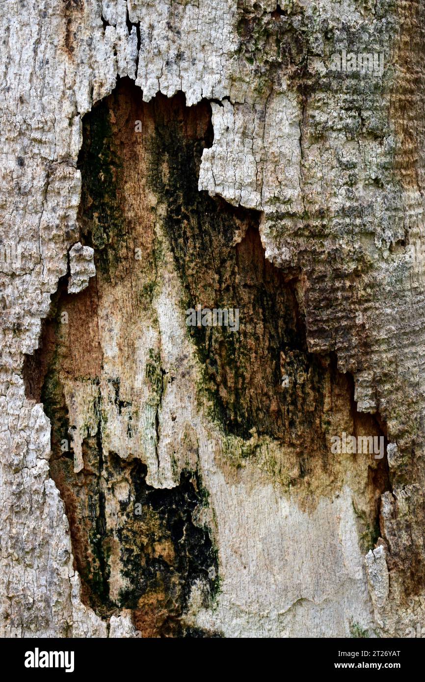 Abstract vertical photography of brown wooden tree trunk details and ...