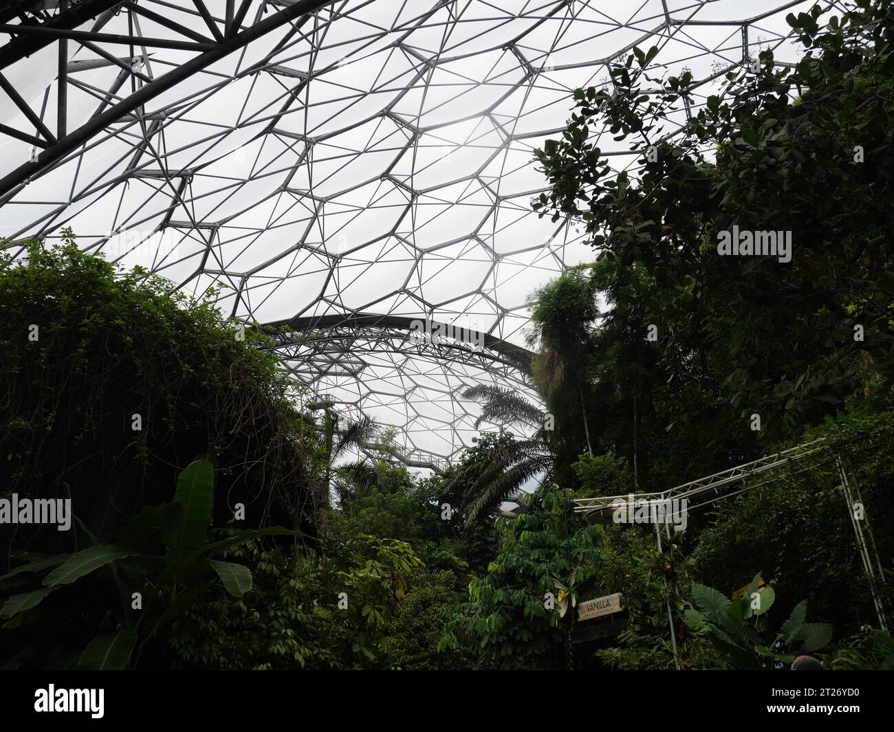 View into the rainforest dome of the Eden Project, Bodelva, St Austell ...