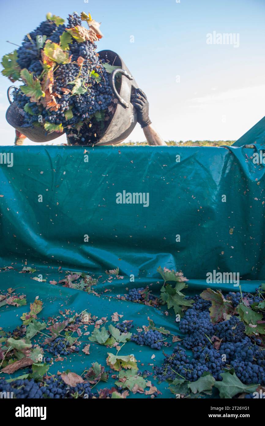 Laborers unloading their buckets into the trailer. Grape harvest season ...