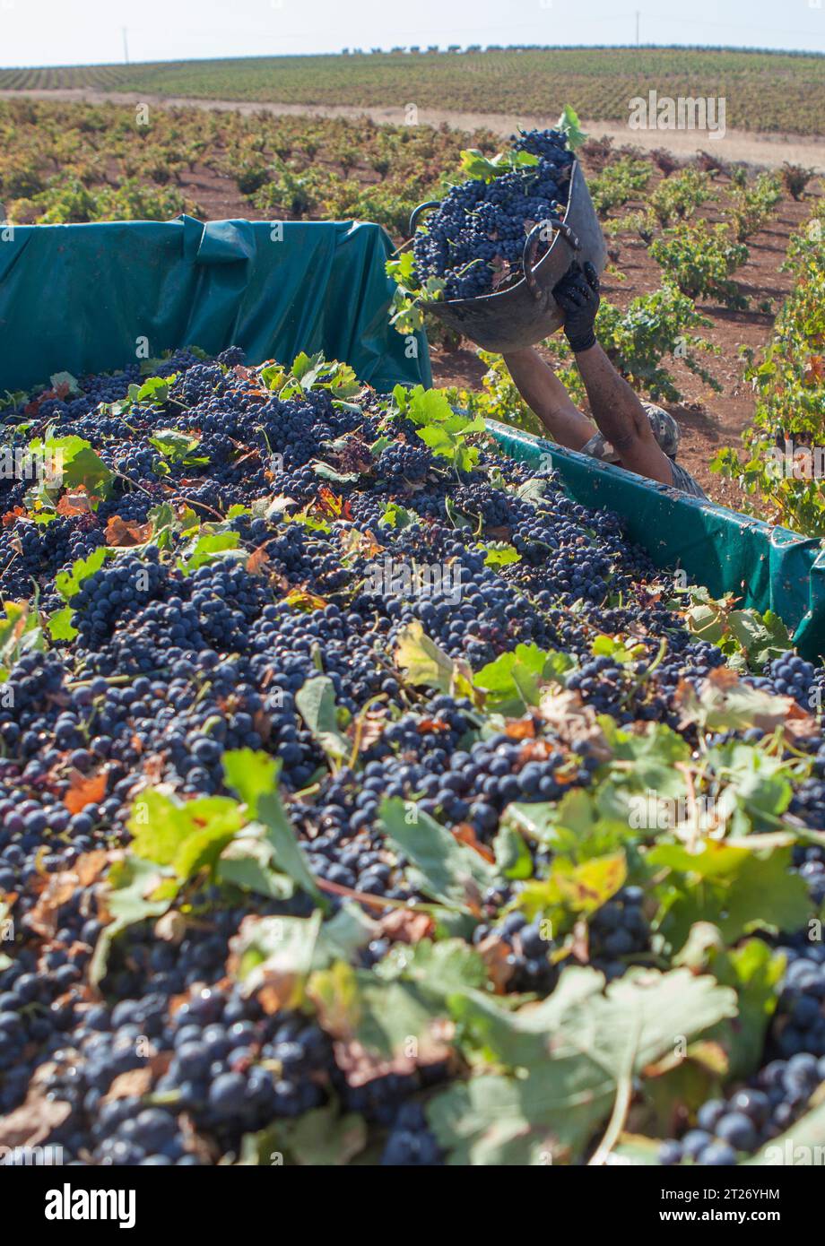 Laborer unloading his bucket into the trailer. Grape harvest season ...