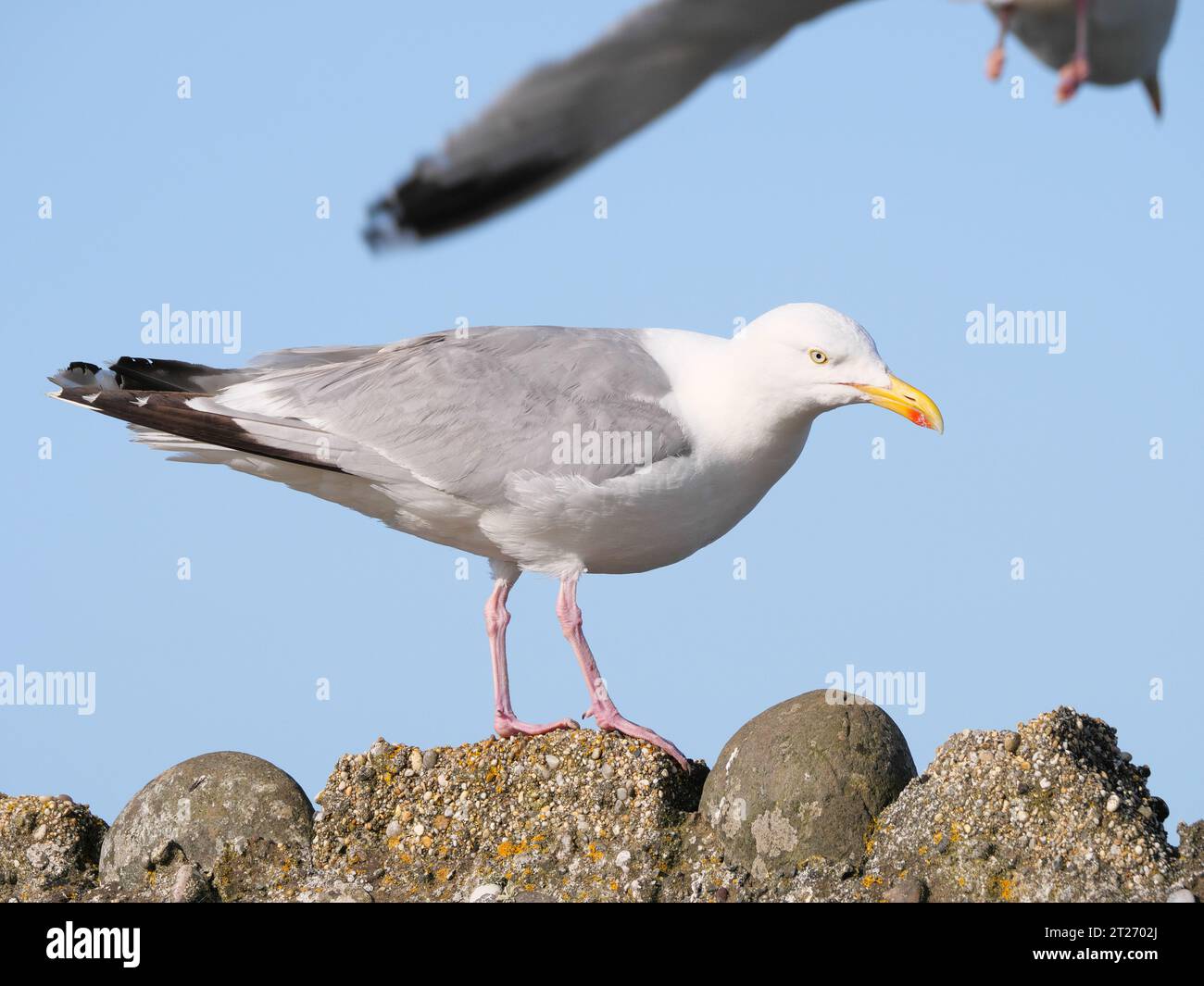 A seagull sitting on a round fieldstone in front of the sky at Lizard ...