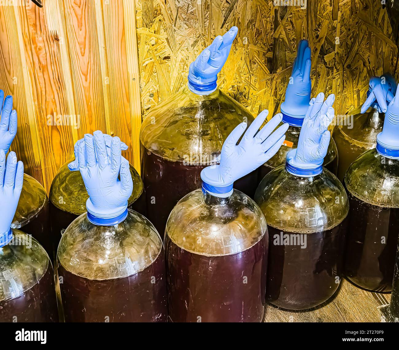 The correct fermentation process, making homemade wine. Glass bottles ...