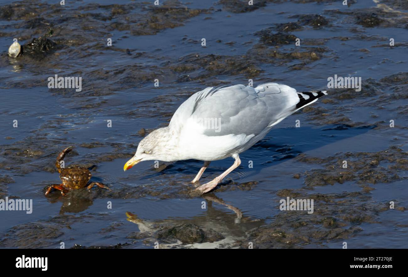 An adult Herring Gull harasses a Swimming Crab on the lower beach. The ...