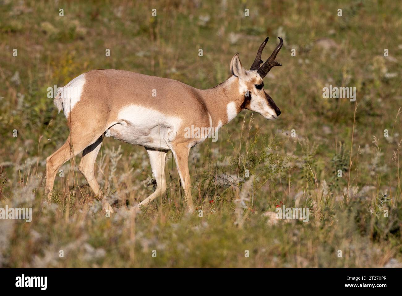 American antelope or pronghorn antelope in Custer State park, South ...