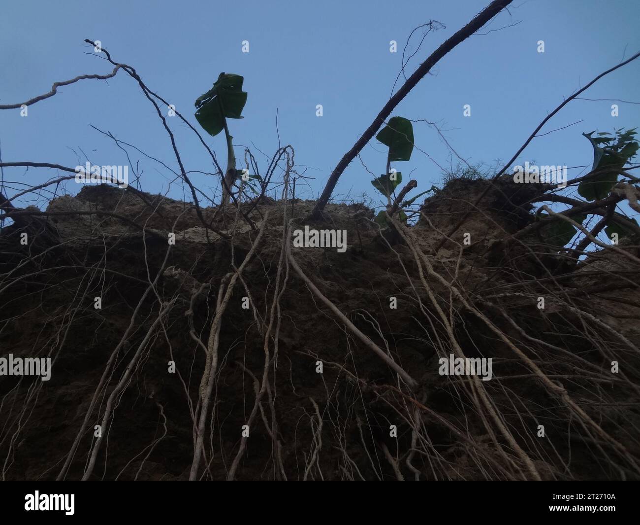 Naogaon, Bangladesh. 17th Oct, 2023. River erosion and land slippage ...