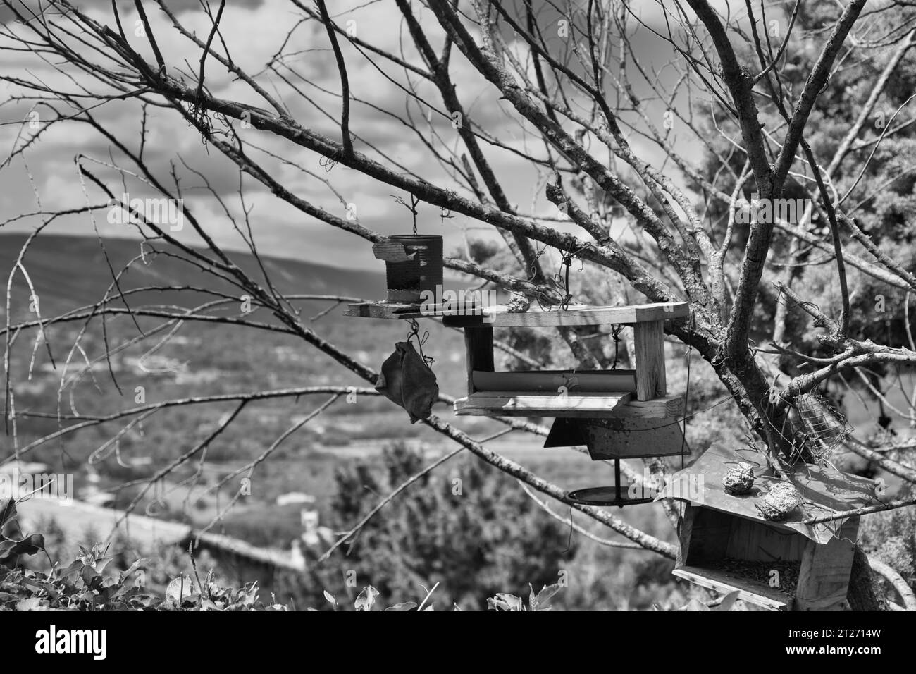 Tree nest hole Black and White Stock Photos & Images - Alamy