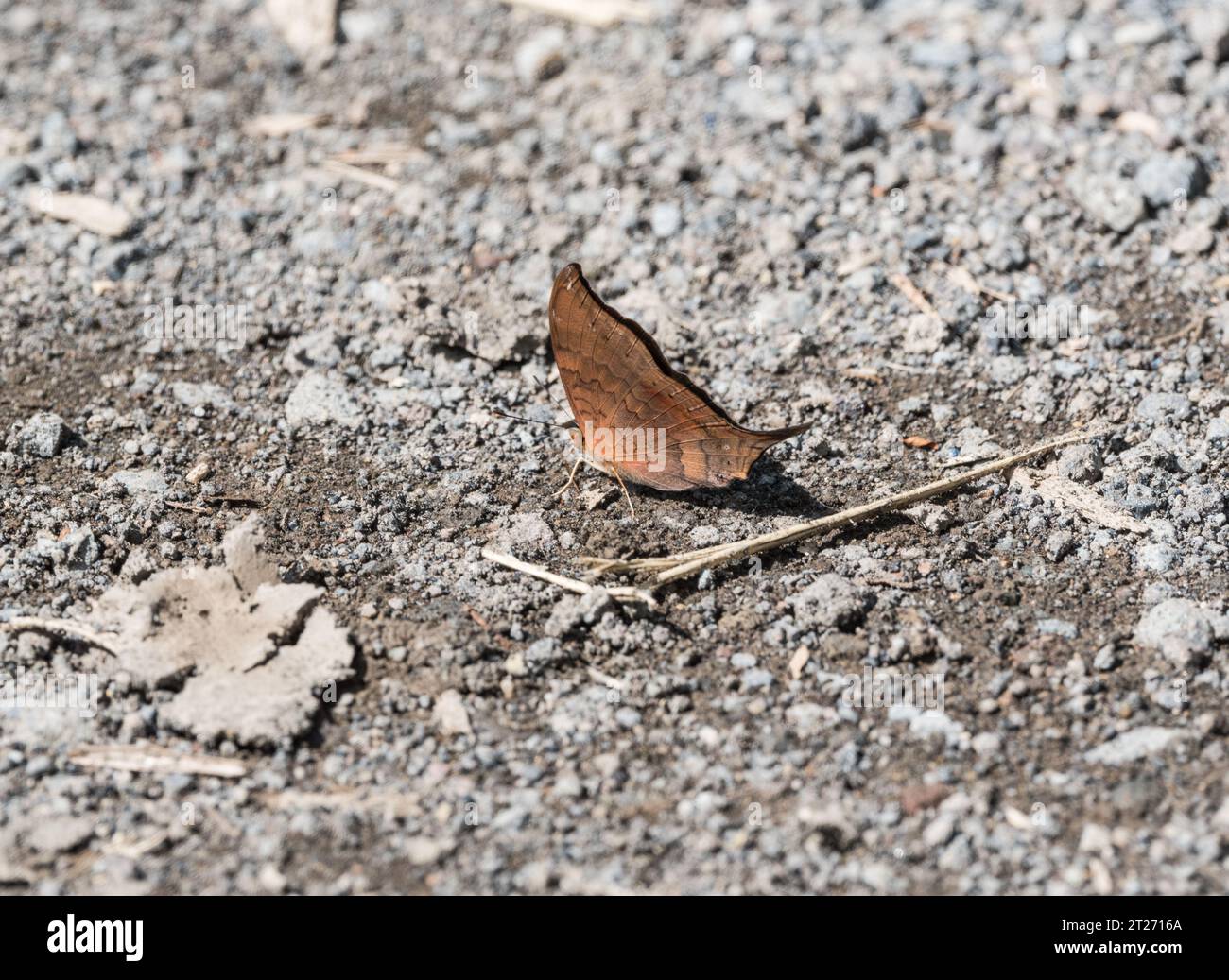 Mud-puddling Black-bordered Daggerwing (Marpesia furcula) at Wild ...