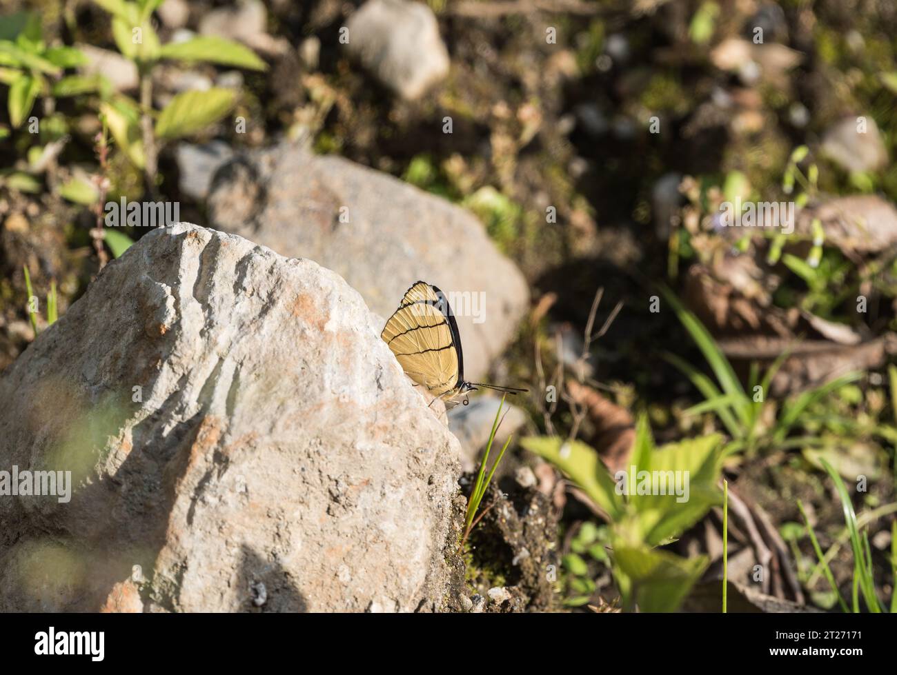 Blue-spotted Pericloud (Perisama oppelii) resting on a rock in Cosanga ...