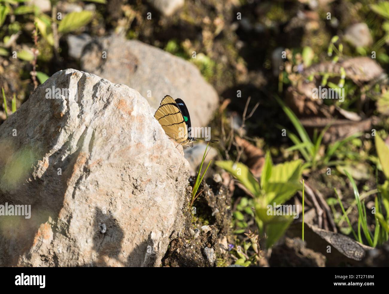 Blue-spotted Pericloud (Perisama oppelii) resting on a rock in Cosanga ...
