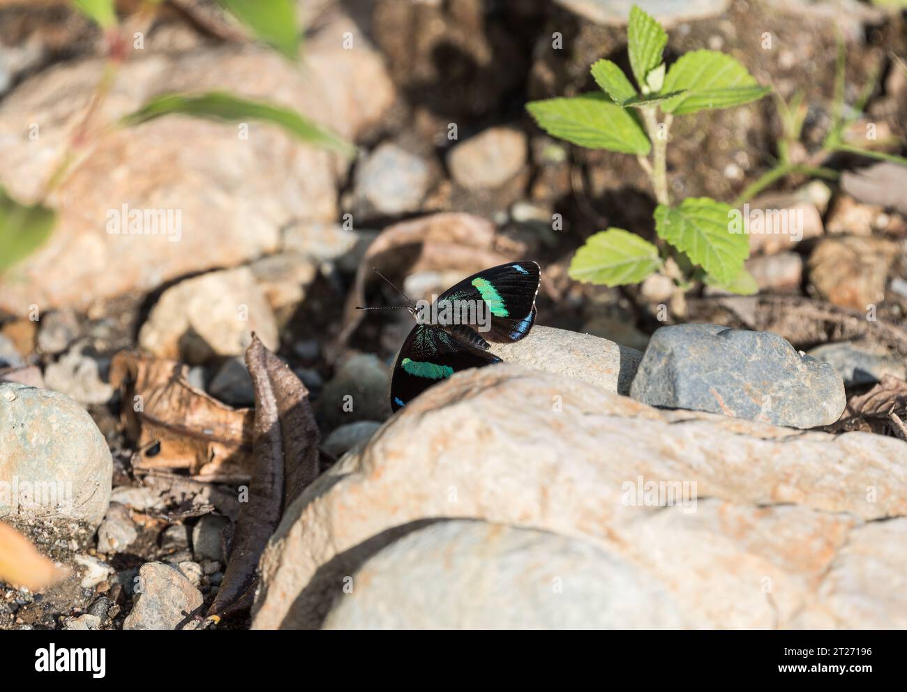 Blue-spotted Pericloud (Perisama oppelii) resting on a rock in Cosanga ...