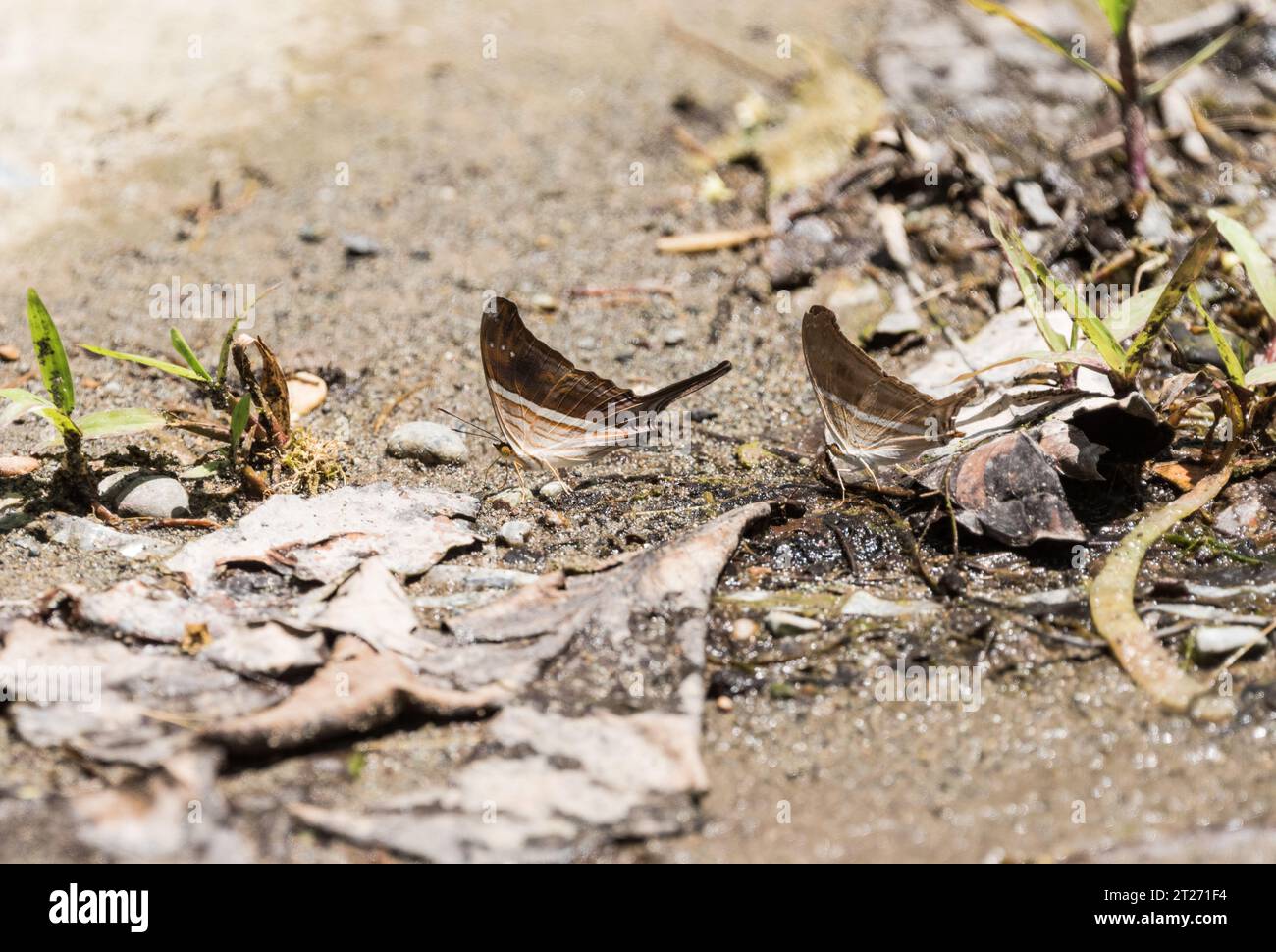 Many-banded Daggerwing (Marpesia chiron) on the Napo River in Ecuador ...