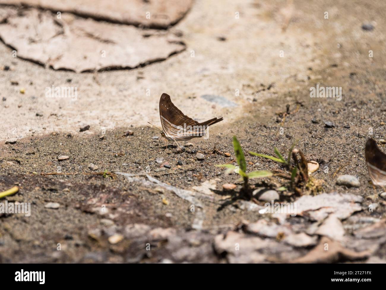 Many-banded Daggerwing (Marpesia chiron) on the Napo River in Ecuador ...