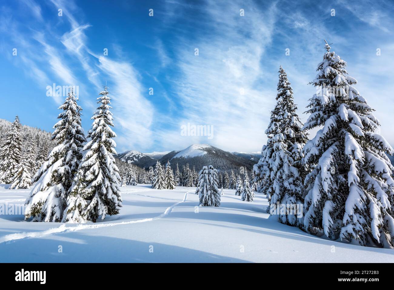 Snow-covered fir trees in a winter clearing amidst the mountains. Blue ...