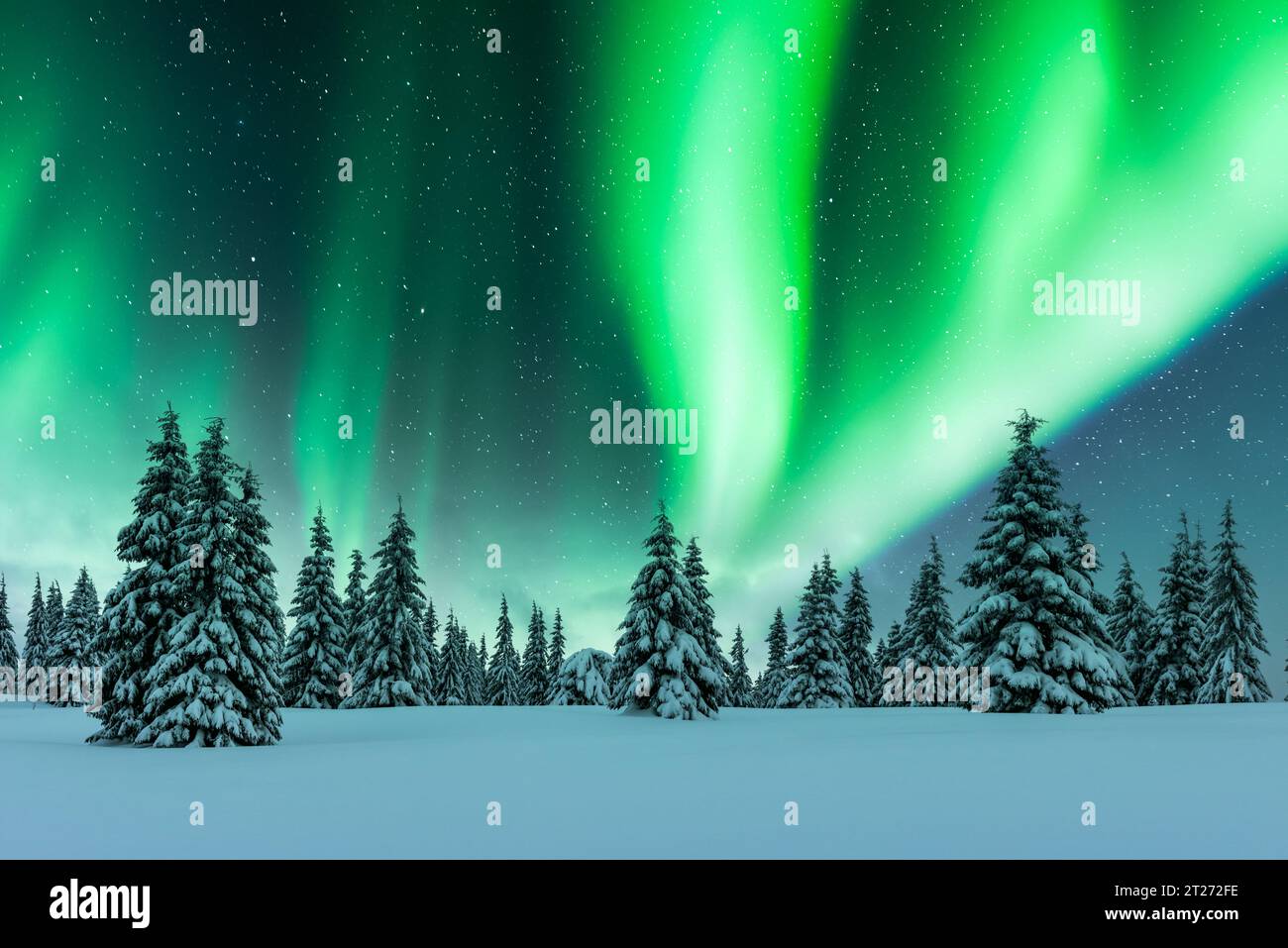 Aurora borealis. Northern lights in winter forest. Sky with polar ...