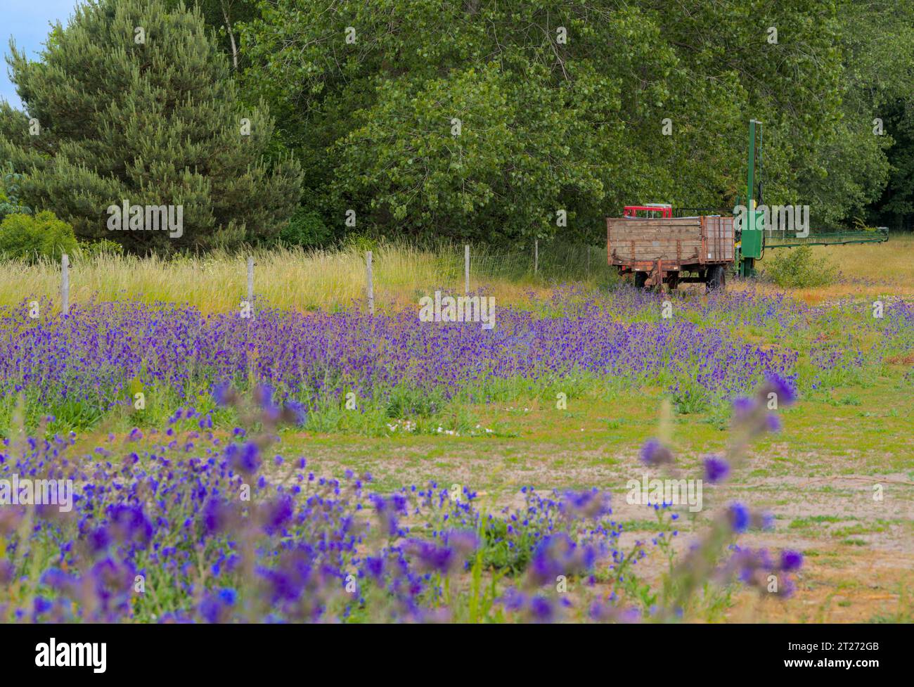 a field of violet blooming anchusa, bugloss in front of an old vehicle ...