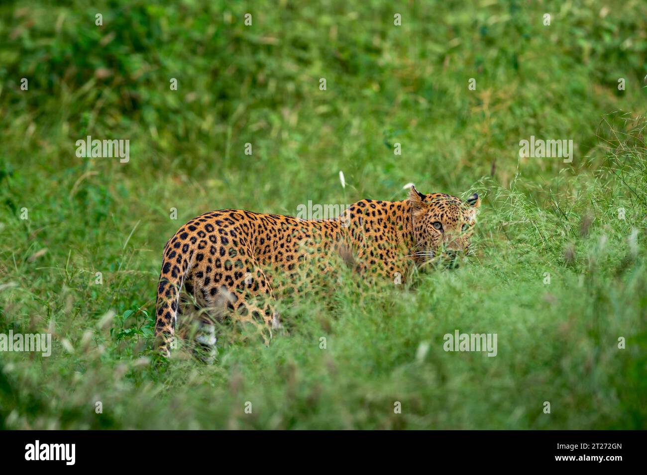 indian wild shy female leopard or panther or panthera pardus fusca head ...