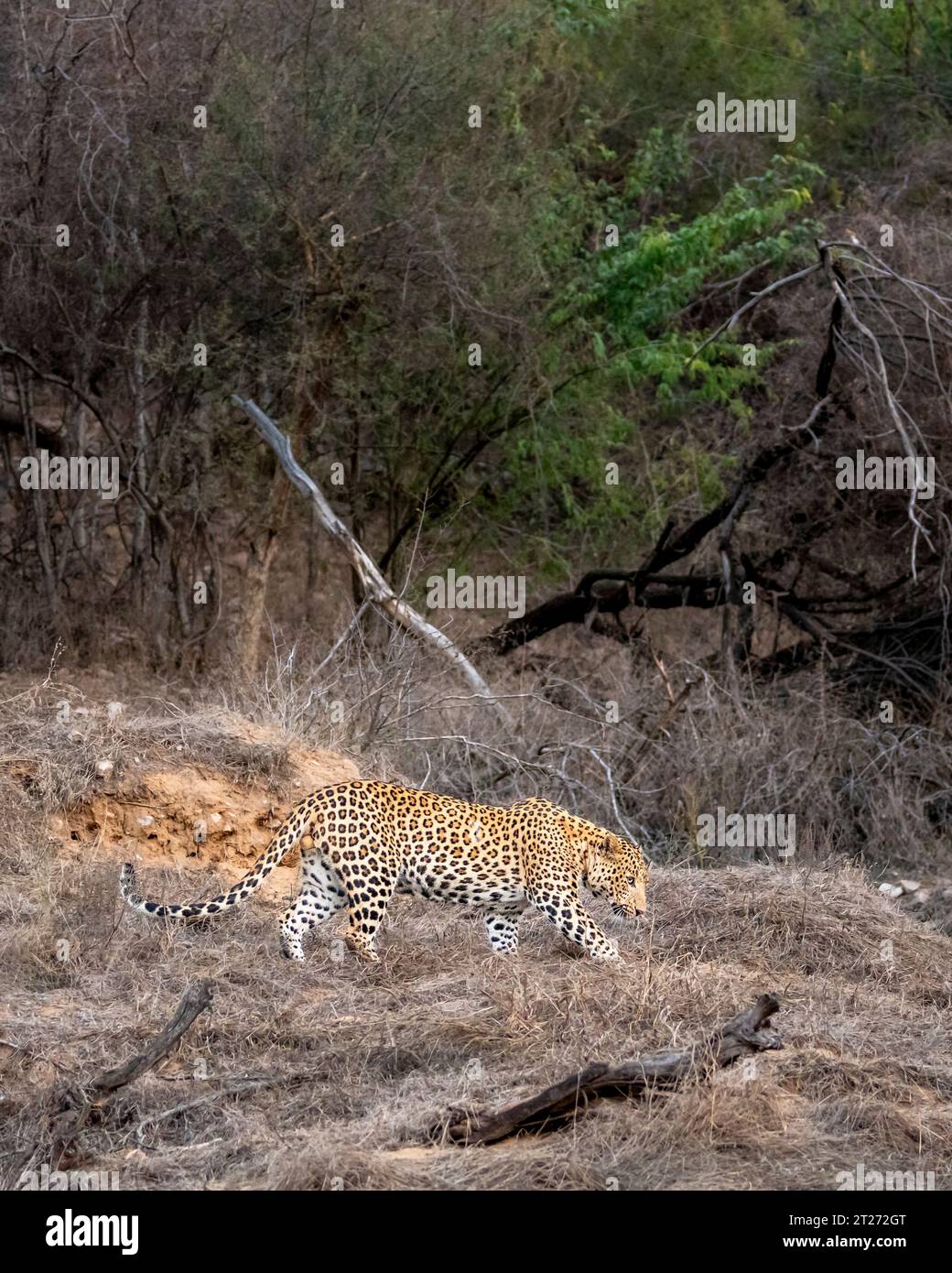 indian wild male leopard or panther or panthera pardus fusca side ...
