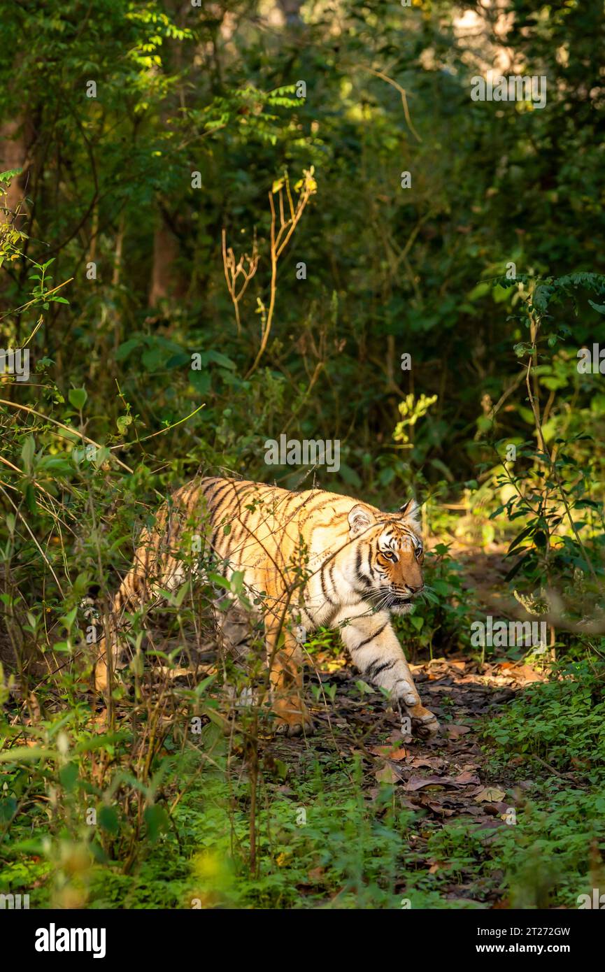 indian wild female tiger or panthera tigris side profile walking or ...