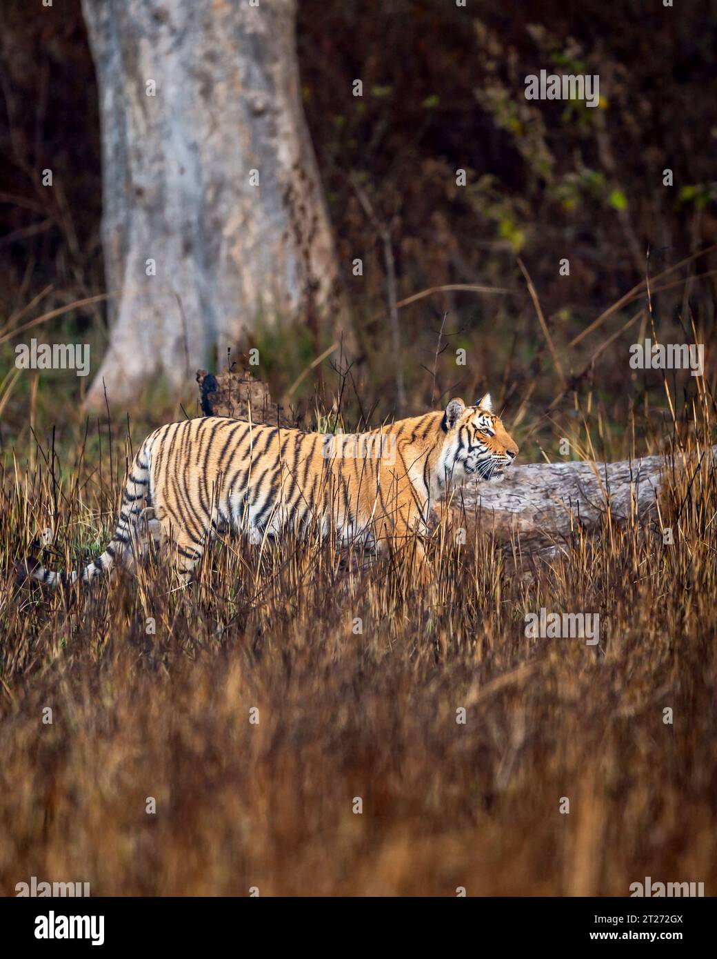 indian wild female tiger or panthera tigris side profile walking or ...