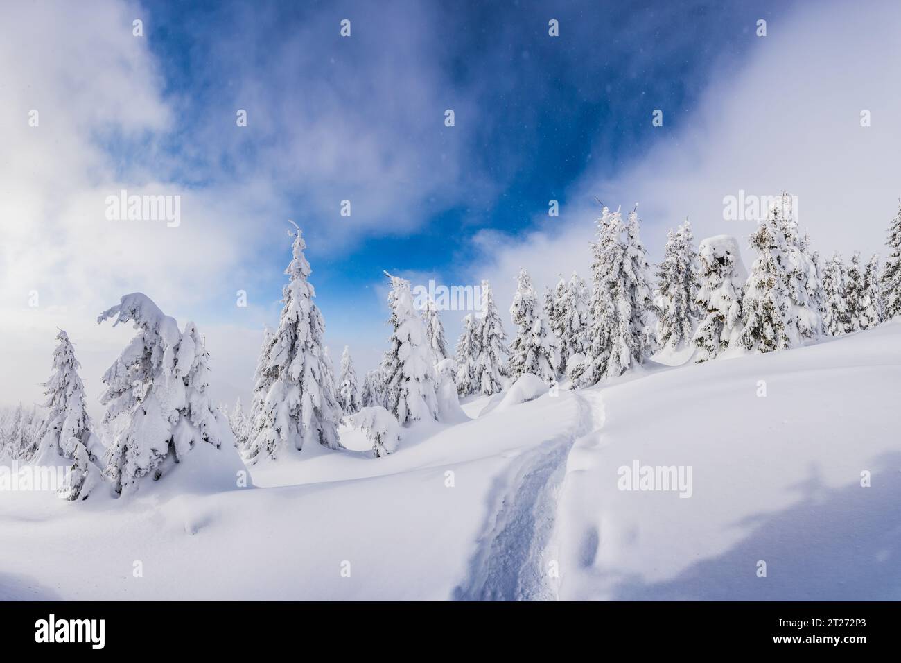 A wintry tableau of evergreen trees on a mountain plateau, complete ...