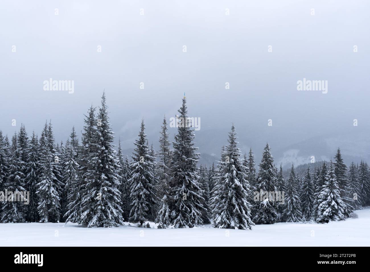 A snow-dusted mountain meadow adorned with coniferous trees in a winter ...
